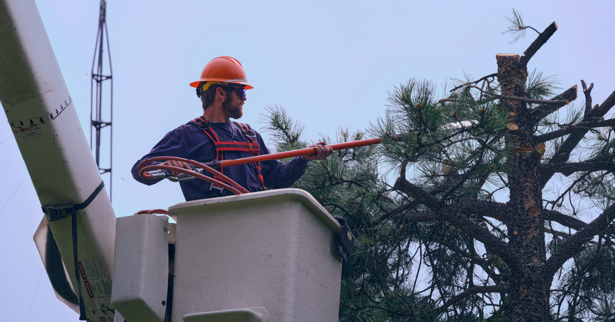 Vegetation Management: What It Is and Why It Works | Tri-State ...